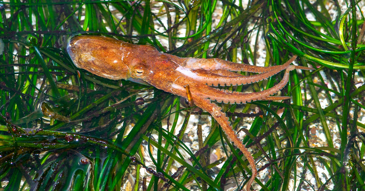 В США ученые обнаружили у осьминогов способность чувствовать вкус ...